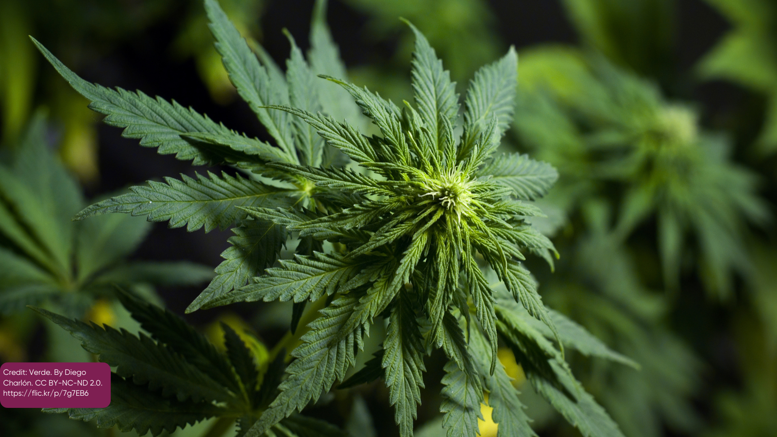 Decriminalisation of Cannabis Among States in Southern & East Africa | K4DD